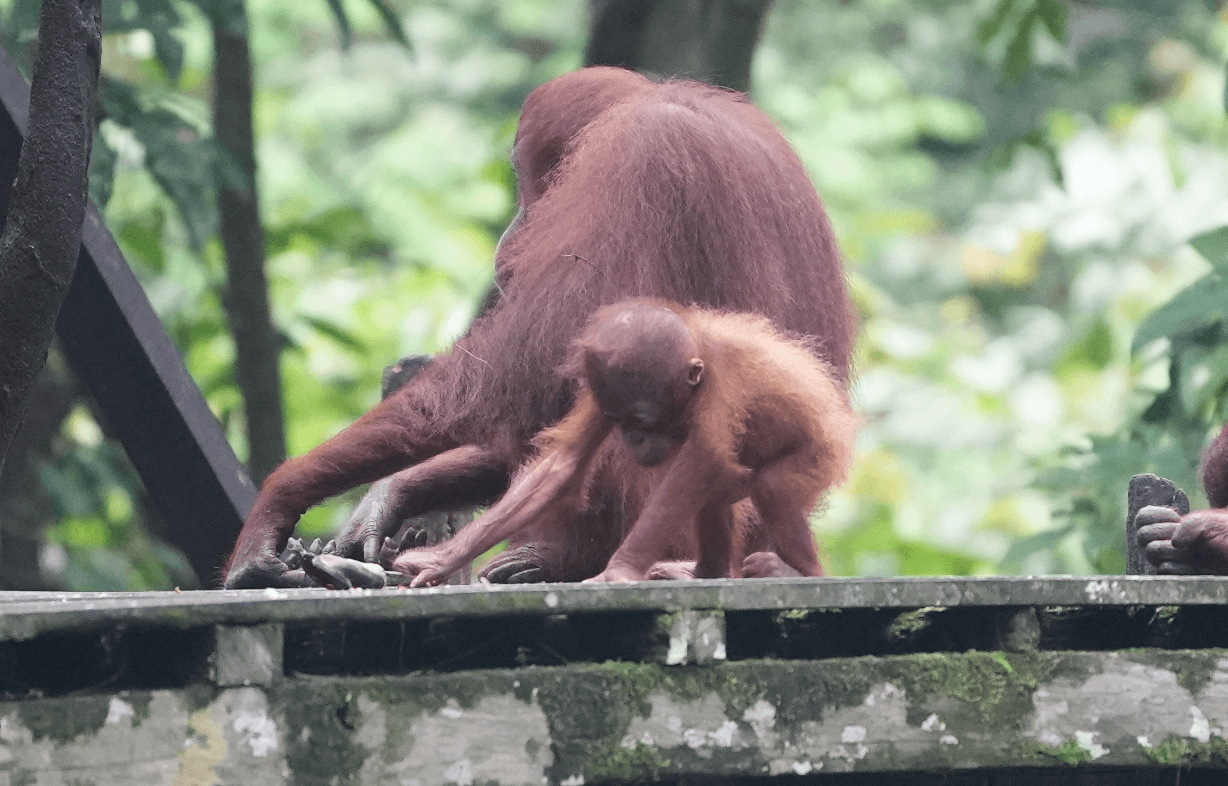A Review of the Borneo East Sabah Adventure with G Adventures - The ...